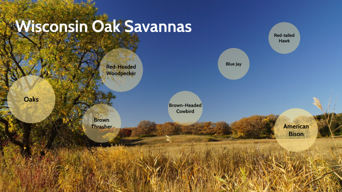 Oak Sannas by Marcus Seevers on Prezi