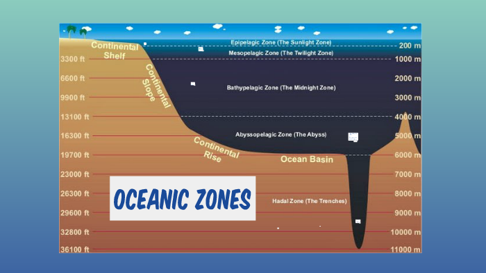 Ocean Zones by nicole fisser on Prezi