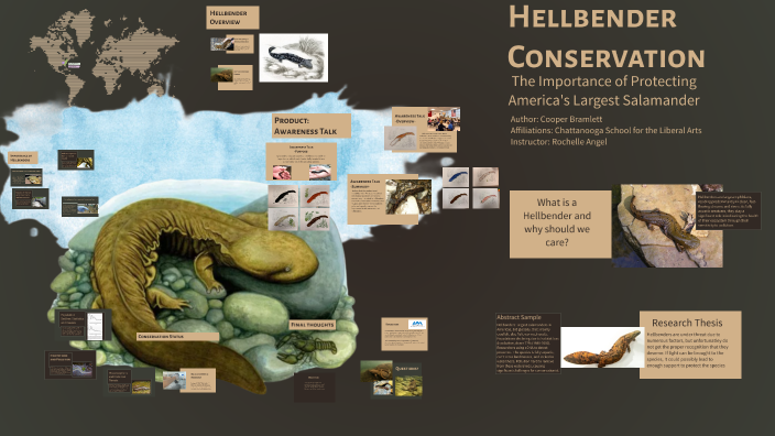 Hellbender Conservation by Cooper Bramlett on Prezi