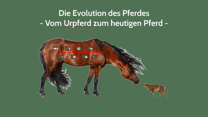 Die Evolution des Pferdes by Anna Nießen on Prezi Next