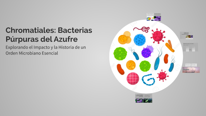 Chromatiales: Bacterias Púrpuras del Azufre by Nelly Virginia ...