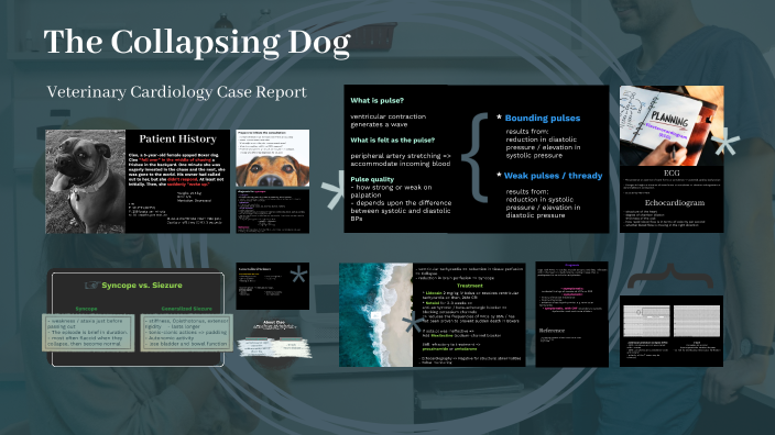 The Collapsing Dog by Aida Zandi on Prezi