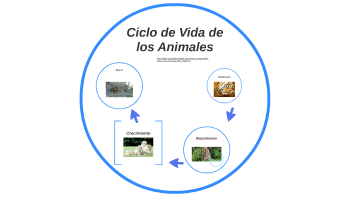 Ciclo de Vida de los Animales by Cesar Enrique Sanchez Andino on Prezi