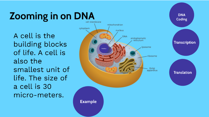 Zooming In On DNA by Trent Madigan on Prezi