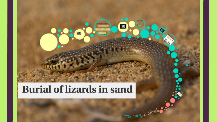 Burial of lizards in sand by Giulia Franceschini on Prezi