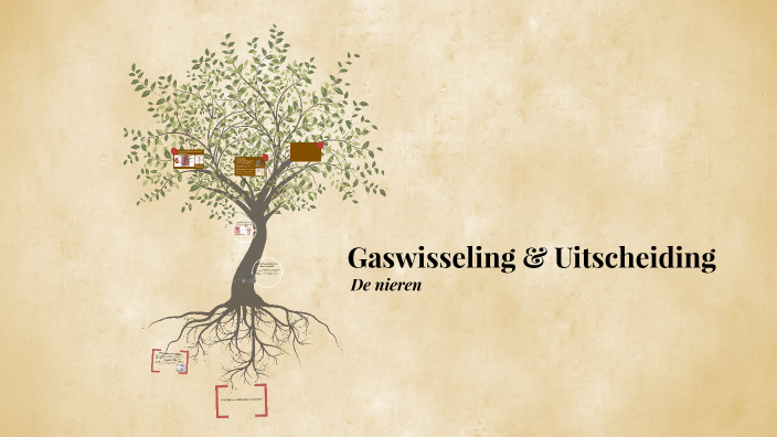 Gaswisseling en uitscheiding, de nieren (HAVO 5) by Denny Van de Ven on ...