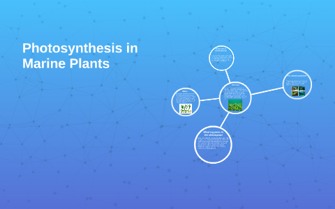 Photosynthesis in Marine Plants by on Prezi