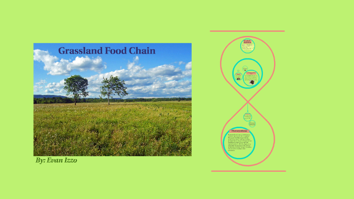 Grassland Food Chain by Evan Izzo on Prezi