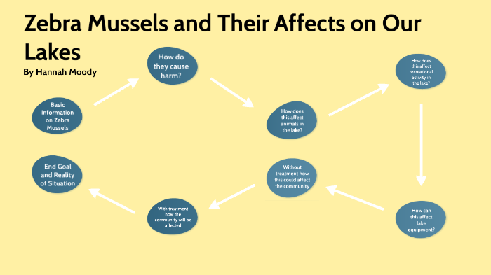 Zebra Mussels and Their Affects on Our Lakes by Hannah Moody on Prezi