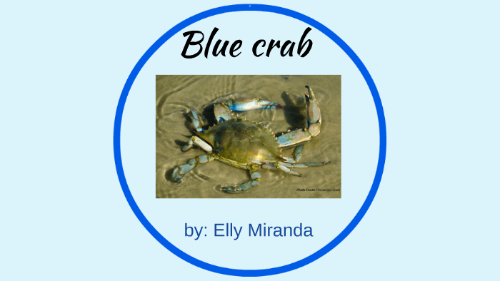 Blue crab by elly miranda on Prezi