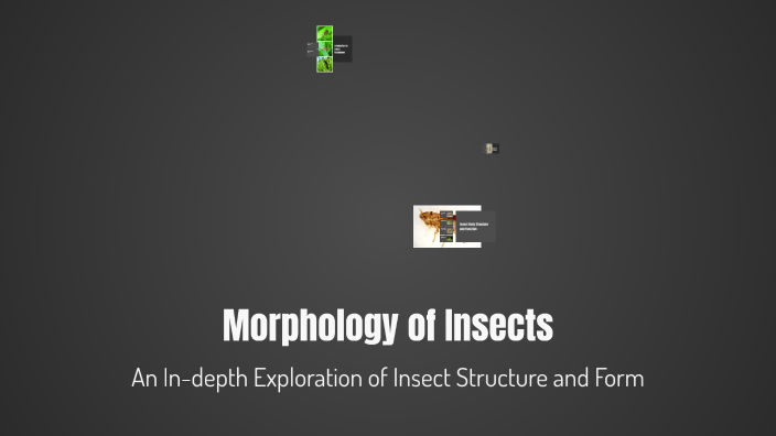 Morphology of Insects by النا سلیمی on Prezi