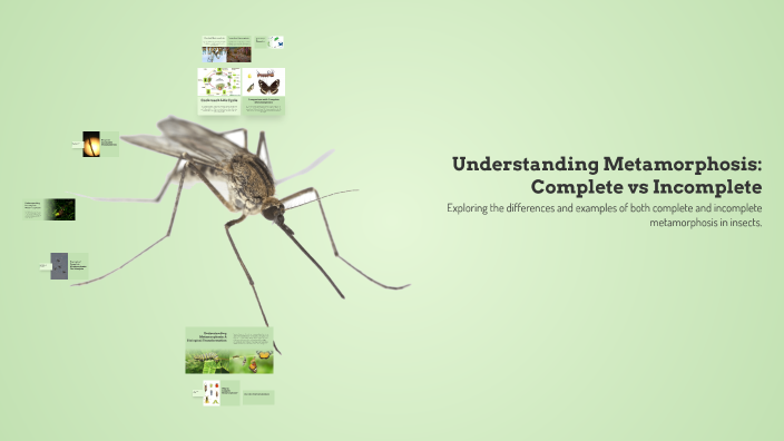 Understanding Metamorphosis: Complete vs Incomplete by Plsne Khaalid on ...