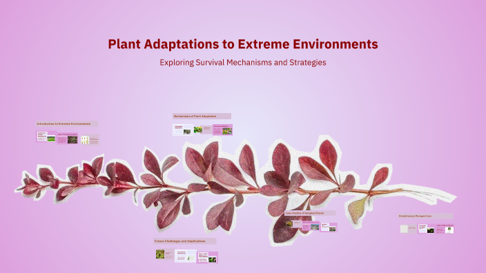 Plant Adaptations to Extreme Environments by Xanim Bagiyeva on Prezi