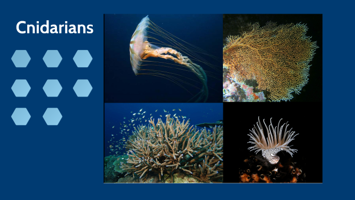 Animal Diversity Project by Sofia Reuter on Prezi