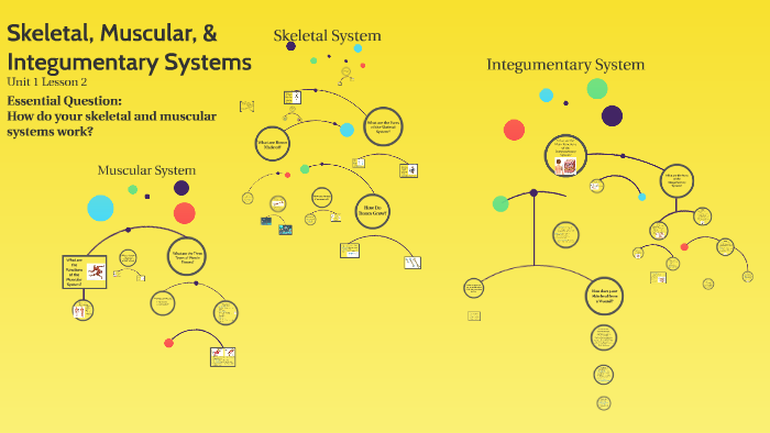 Skeletal, Muscular, & Integumentary Systems by Lacy Haefli on Prezi
