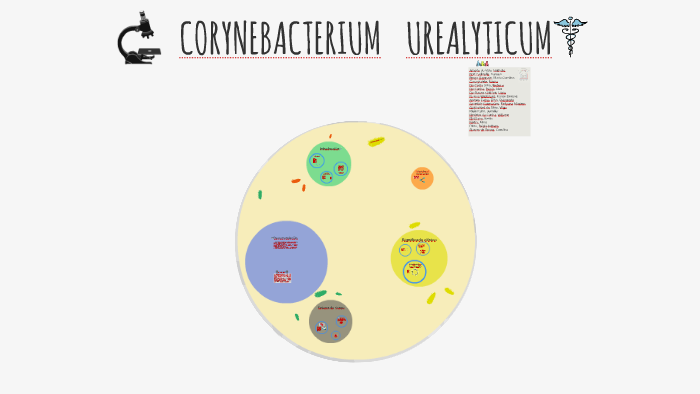 CORYNEBACTERIUM UREALYTICUM by Doreen Zadinello on Prezi