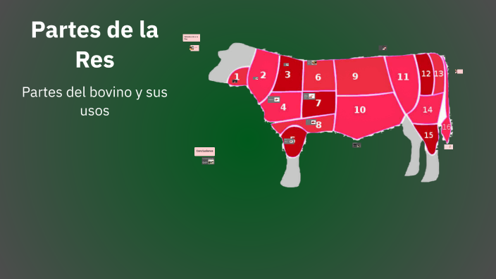 Partes de la Res by josue Sarat on Prezi