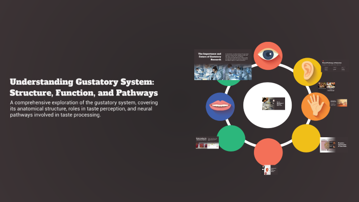 Understanding Gustatory System: Structure, Function, and Pathways by Dr ...