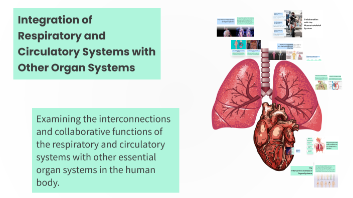 Integration of Respiratory and Circulatory Systems with Other Organ ...