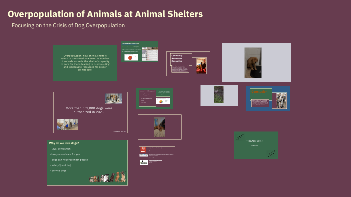 Overpopulation of Animals at Animal Shelters by Matilde Pedro on Prezi