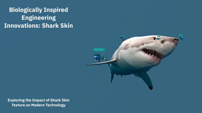 Biologically Inspired Engineering Innovations: Shark Skin by tejasvi sunkara on Prezi