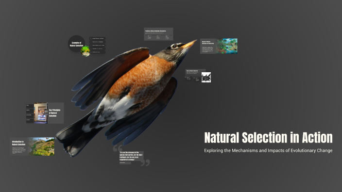 Natural Selection in Action by caleb carter on Prezi