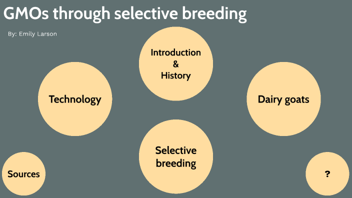 GMOs through selective breeding by Emily Larson on Prezi