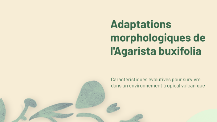 Adaptations morphologiques de l'Agarista buxifolia by Alexis DURAND on ...