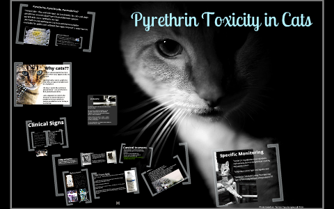 Pyrethrin Toxicity in Cats by Kate Lupton on Prezi