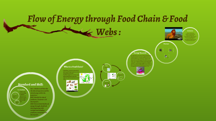 Flow of Energy through Food Chain & Food Webs : by Jennifer Colclough ...