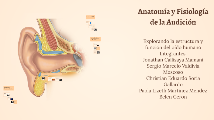 Anatomía y Fisiología de la Audición by Belen Cerón on Prezi