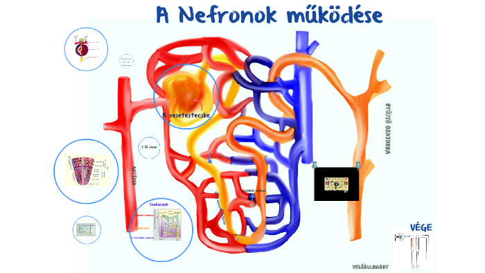 A Nefronok működése by Borka Moravcsik on Prezi