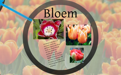 Biologie PO6 - Vruchtbeginsel by Jasper Bos on Prezi
