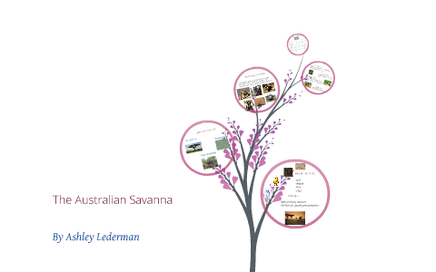 The Australian Savanna by Ashley Lederman on Prezi