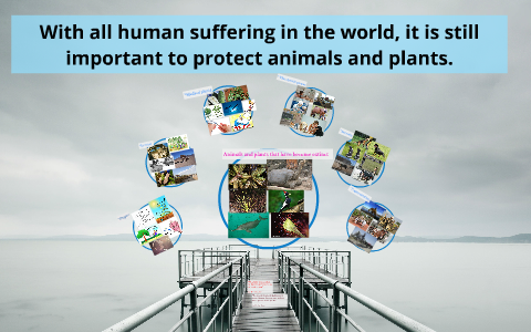 With all human suffering in the world, it is still important by indra ...