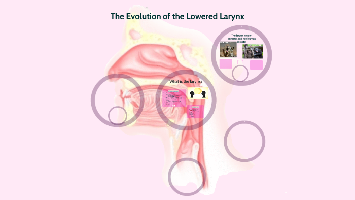 The Evolution of the Lowered Larynx by on Prezi