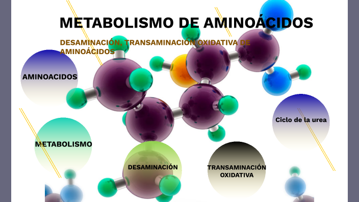 METABOLISMO DE AMINOÁCIDOS DESAMINACIÓN, TRANSAMINACIÓN OXIDATIVA DE ...