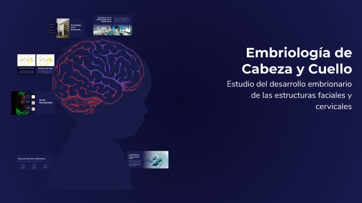 Embriología de Cabeza y Cuello by Marco Gonzalez on Prezi