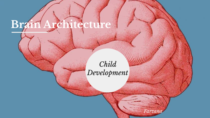 Brain Architecture by Farzana Shaikh on Prezi