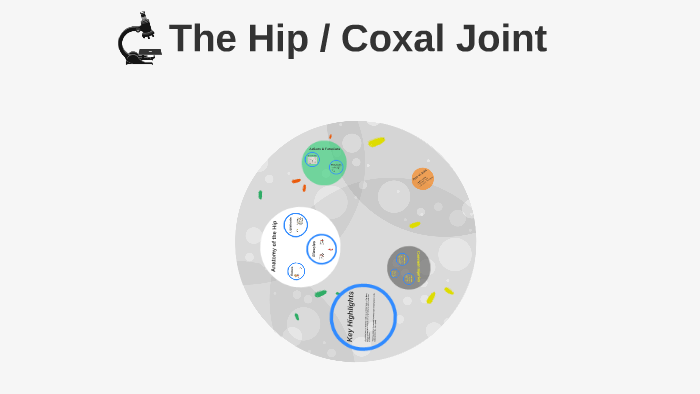 The Hip / Coxal Joint by Ryan Killough on Prezi
