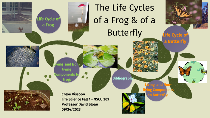 The Life Cycles of a Frog & a Butterfly by Chloe M.D. Kissoon by Chloe ...