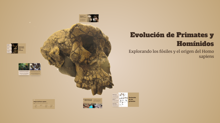 Evolución de Primates y Homínidos by Fergie Hernandez on Prezi