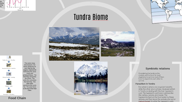 Tundra Biome Project by Cloey Johnson on Prezi