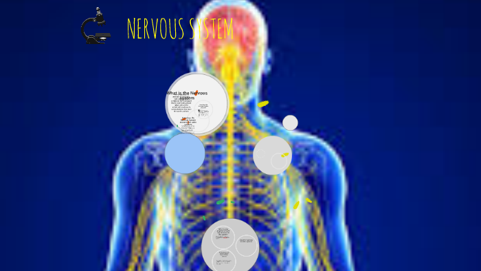 NERVOUS SYSTEM by Jeffrey Fujimoto on Prezi