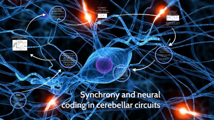 Synchrony and neural coding in cerebellar circuits by Marion Figus on Prezi
