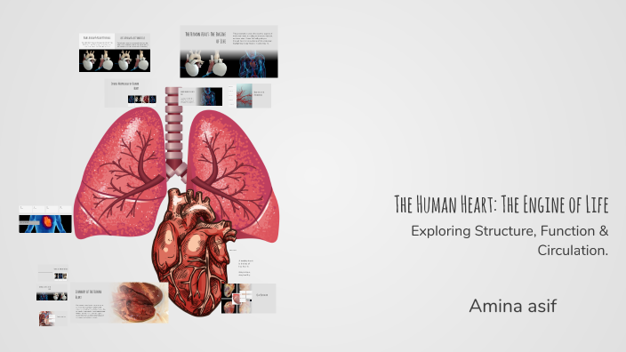 The Human Heart: The Engine of Life by amina asif on Prezi
