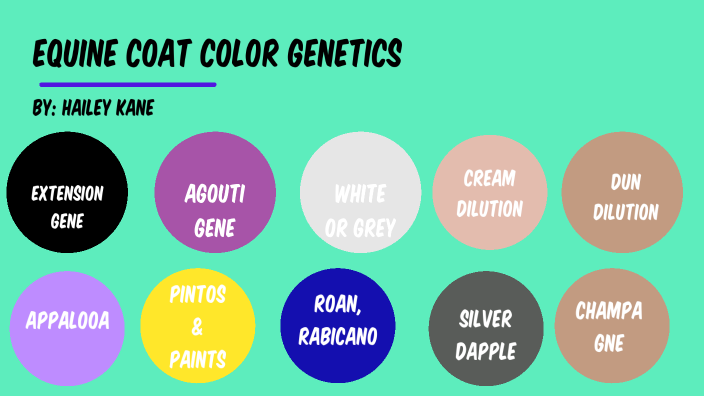 Equine coat color genetics by hailey kane on Prezi