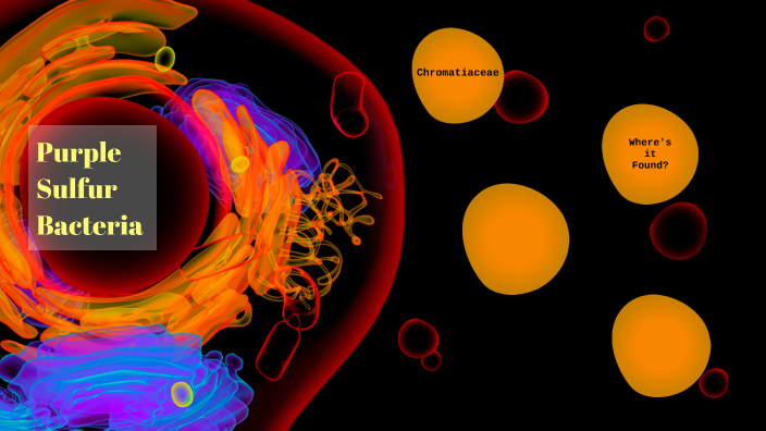 Purple Sulfur Bacteria by Jessie Stevenson on Prezi