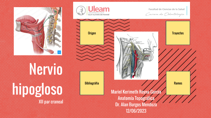 Nervio hipogloso by Mariel Reyna Garcia on Prezi