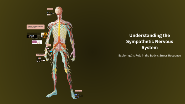 Understanding the Sympathetic Nervous System by Ella Ashcraft on Prezi